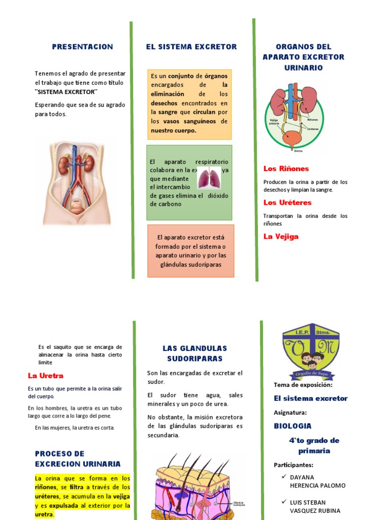Exposicion Del Sistema Excretor | PDF | Sistema urinario | Excreción