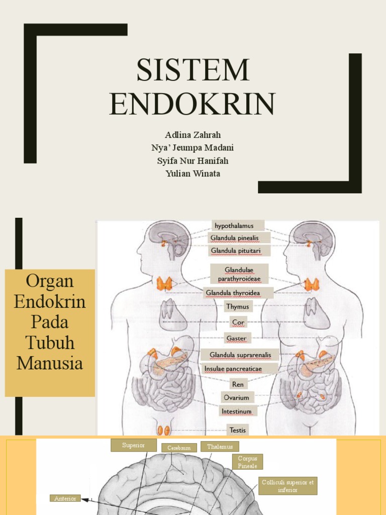 Anatomi Endokrin | PDF | Pituitary Gland | Hypothalamus