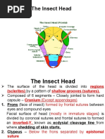 Dragonfly Anatomy Guide | PDF