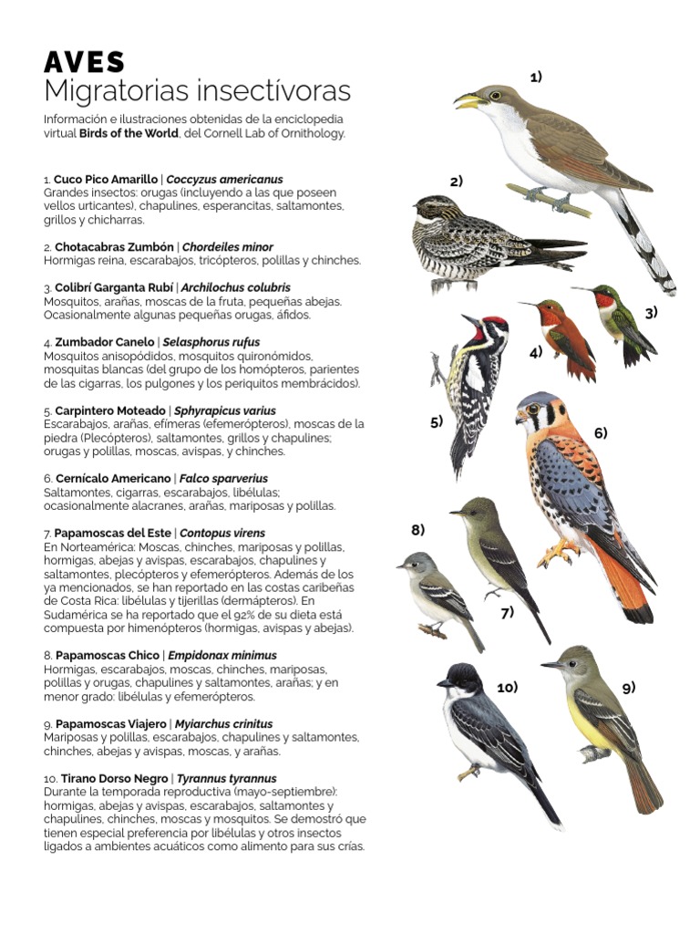Aves Migratorias Insectívoras Catálogo Ilustrado | PDF | Mosca | Insectos