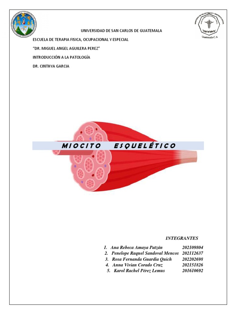 Miocito Esquelético: Estructura y Función | PDF | Músculo | Biología ...