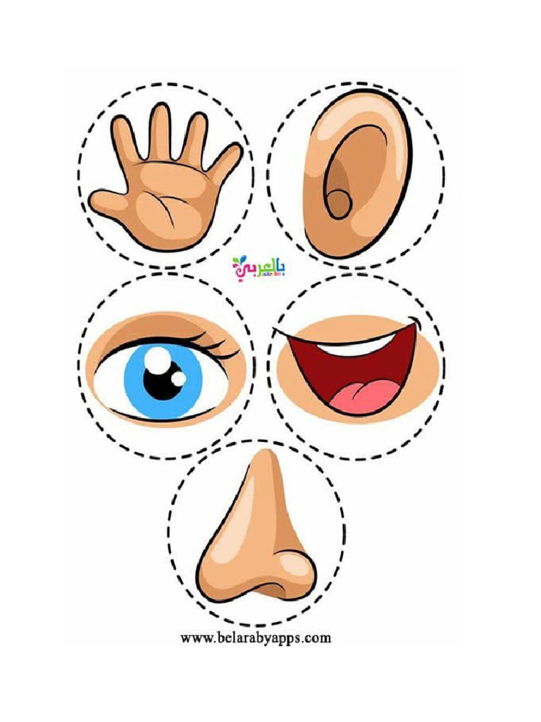 Los 5 Sentidos | PDF