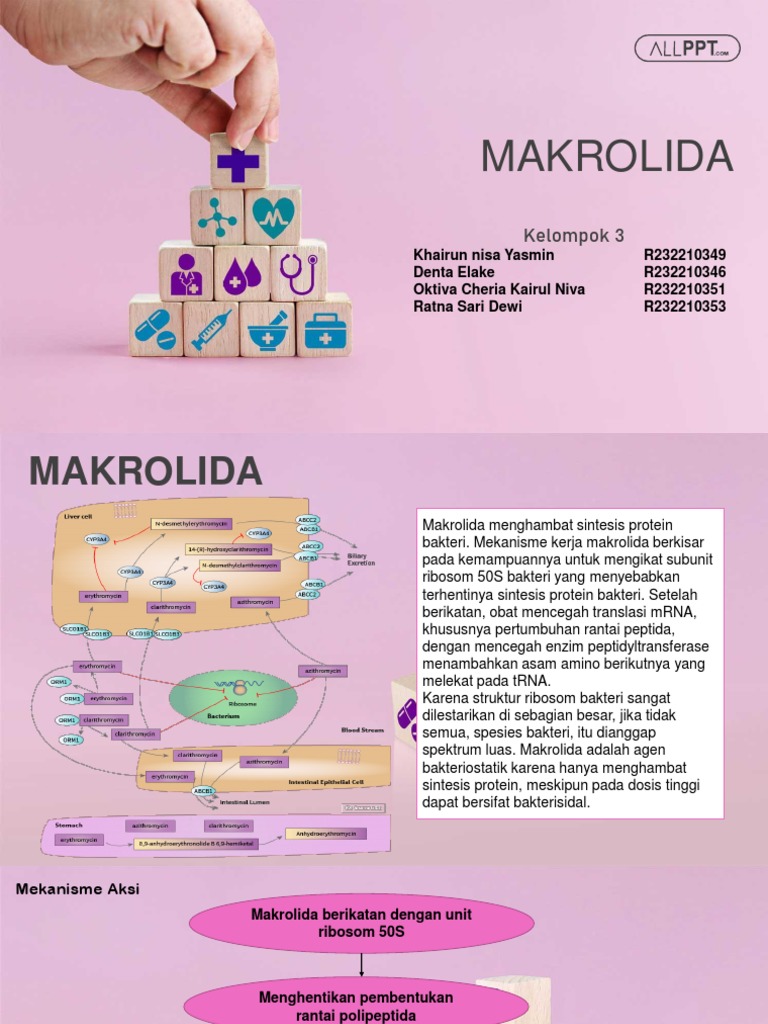 Kelompok 3 - Golongan Makrolida | PDF