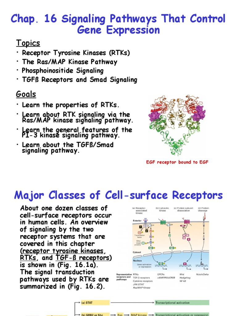 13 Miller Chap 16 Lecture | PDF | Signal Transduction | Protein Kinase B