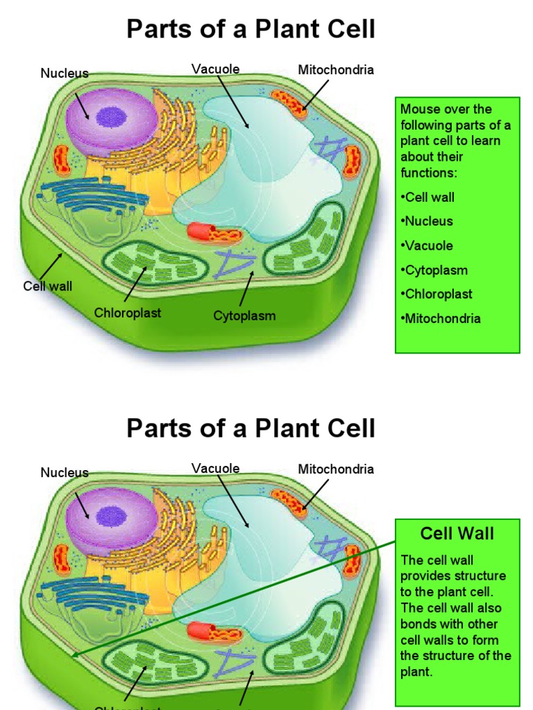 Parts of A Plant Cell: Nucleus Vacuole Mitochondria | PDF | Chloroplast | Cell (Biology)
