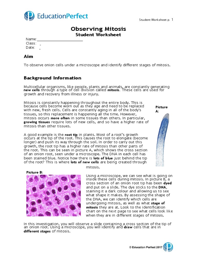Observing Mitosis in Onion Cells | PDF | Mitosis | Chromosome