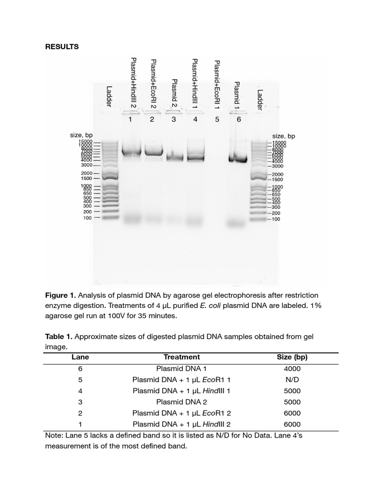 MBIO 2020_Lab 4 Report | PDF