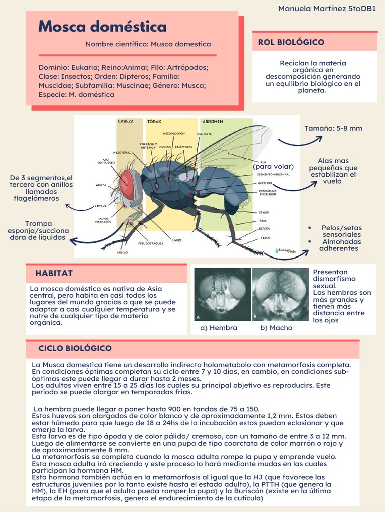 Informe Mosca | PDF | Mosca | Insectos