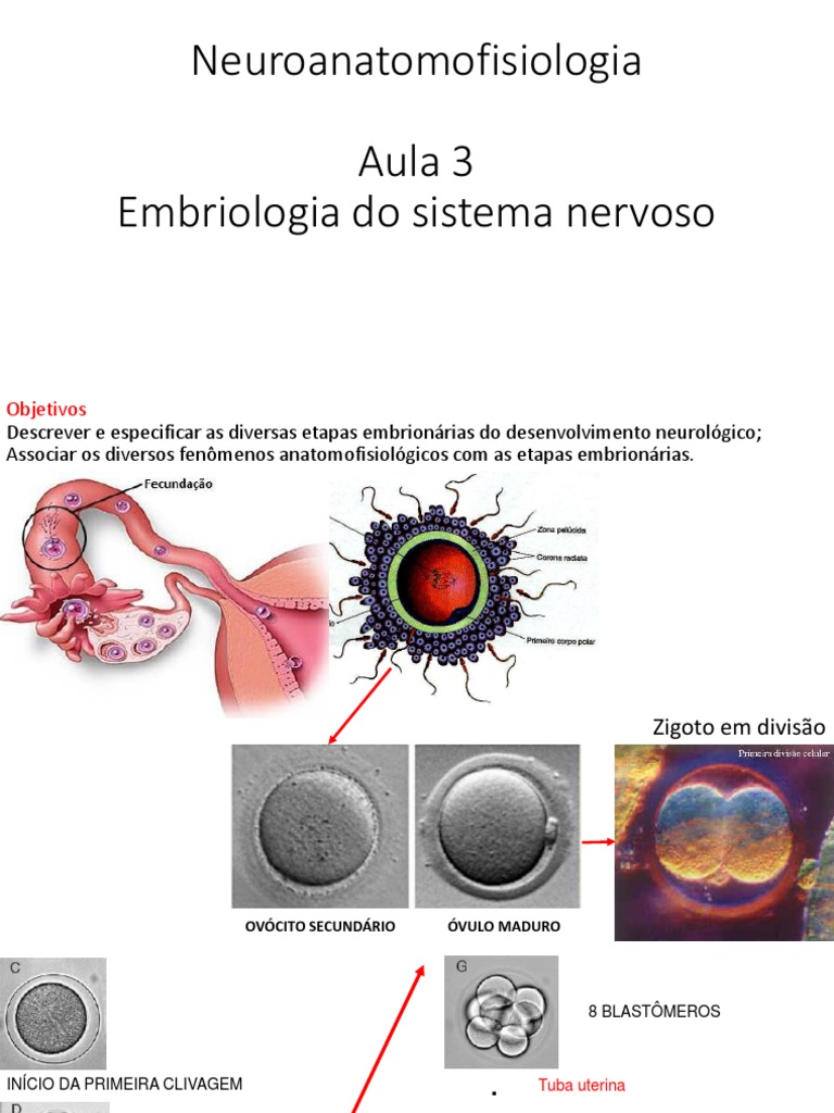 Aula 3 - Embriologia Do Sistema Nervoso Aura | PDF | Cérebro | Medula ...
