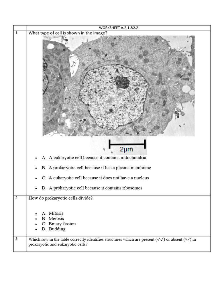 Eukaryotic vs Prokaryotic Cells Worksheet | PDF | Cell (Biology ...