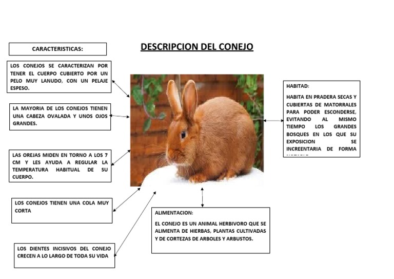Descripcion Del Conejo | PDF