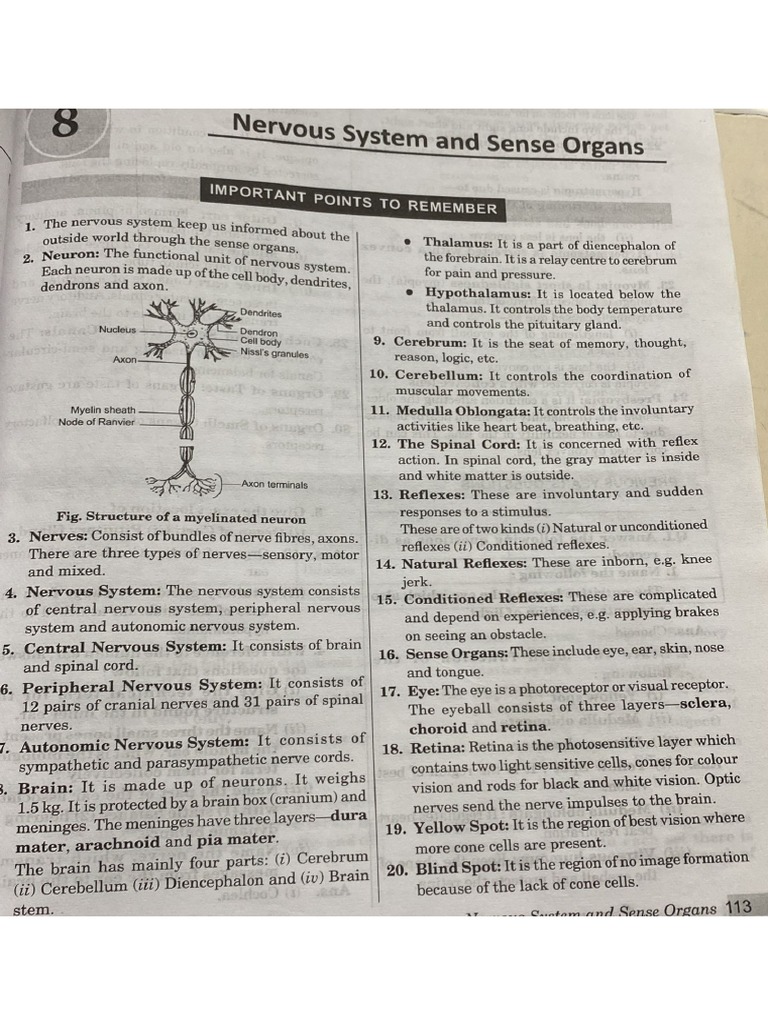 10. Nervous System and sense organs | PDF