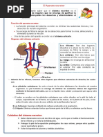 El Aparato Urinario para Tercer Grado de Primaria | PDF | Sistema urinario | Riñón