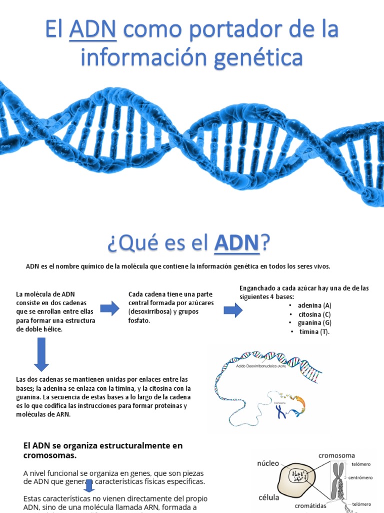 El Adn Como Portador de La Información Genética | PDF | Adn | Mutageno