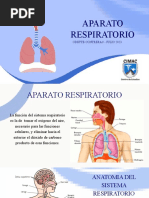 Músculos Constrictor y Rafe Faríngeo | PDF | Cabeza y cuello humanos ...