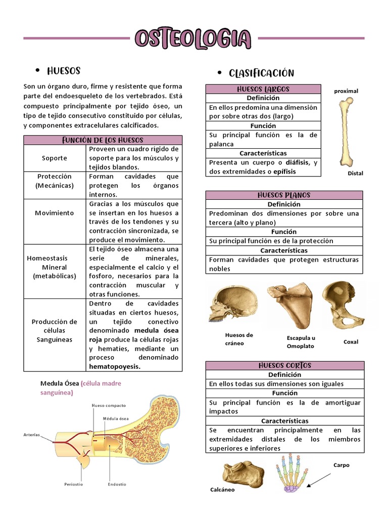 Osteologia | Descargar gratis PDF | Hueso | Cráneo
