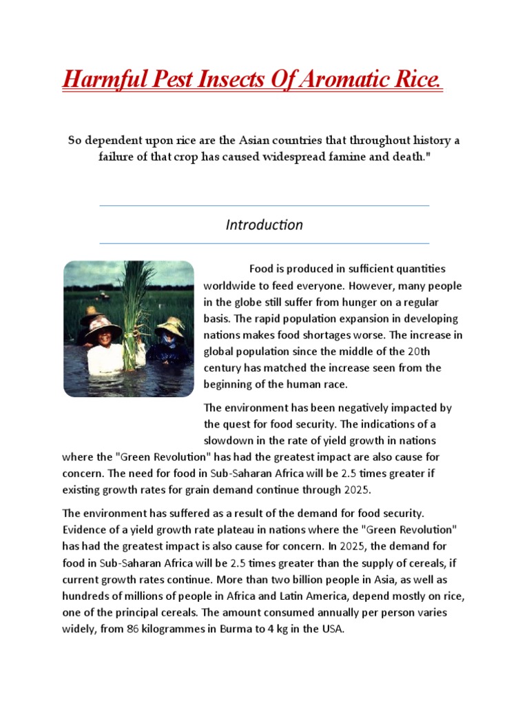 Pest Insects Affecting Aromatic Rice | PDF | Rice | Pest (Organism)
