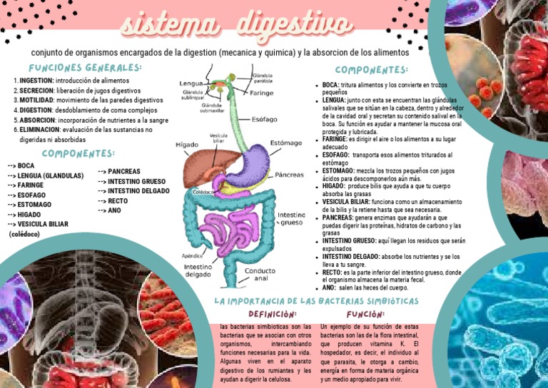 INFOGRAFIA Cyt 2 | PDF | Digestión | Sistema digestivo humano
