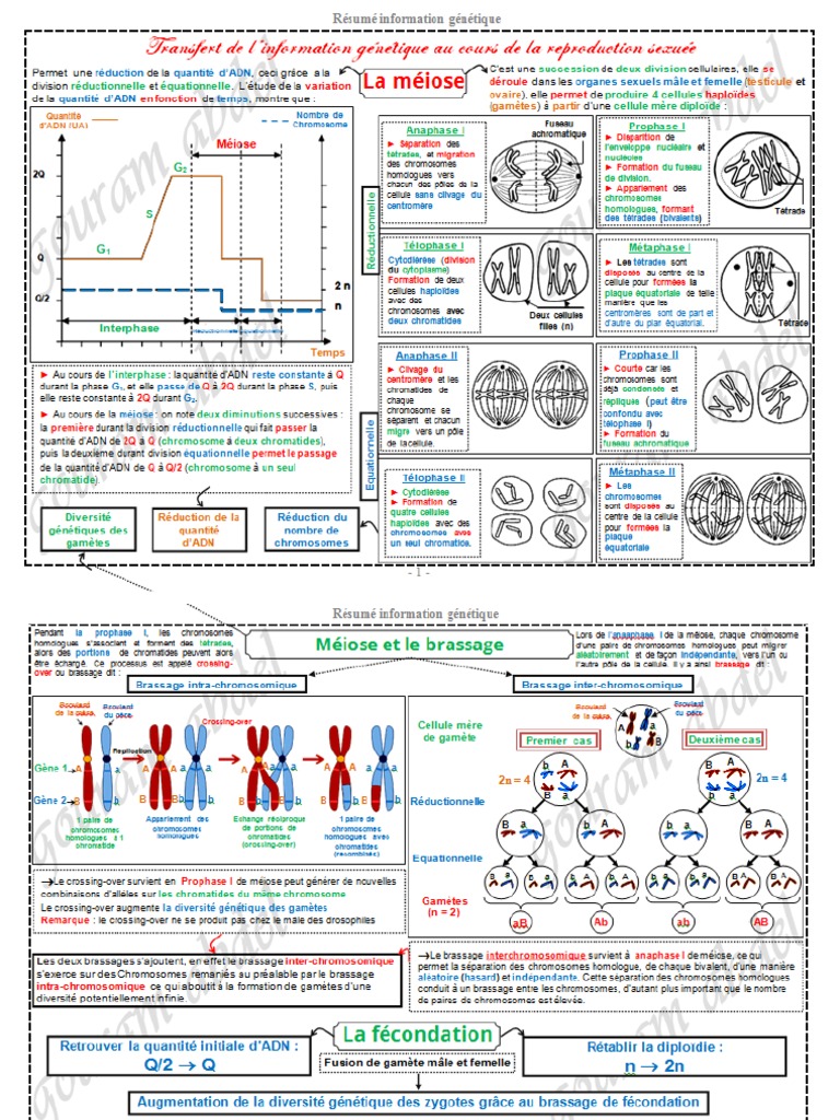 Resumé Méiose Et Lois Statistiques Pdf