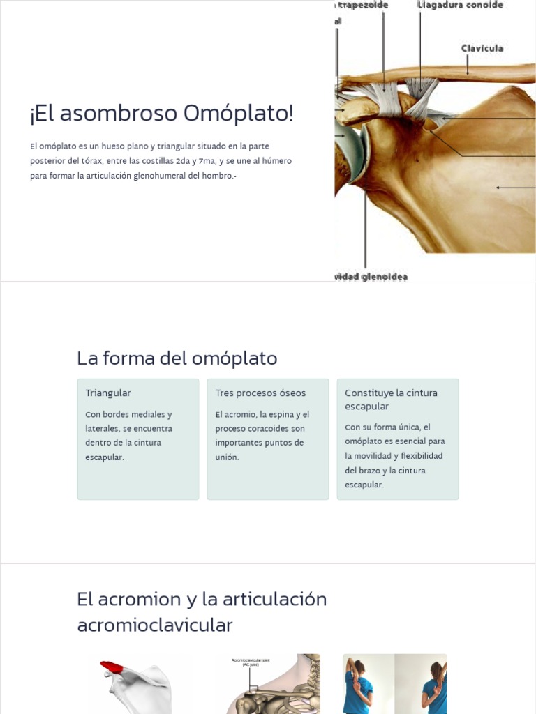 ¡El Asombroso Omoplato | PDF | Hombro | Sistema musculoesquelético