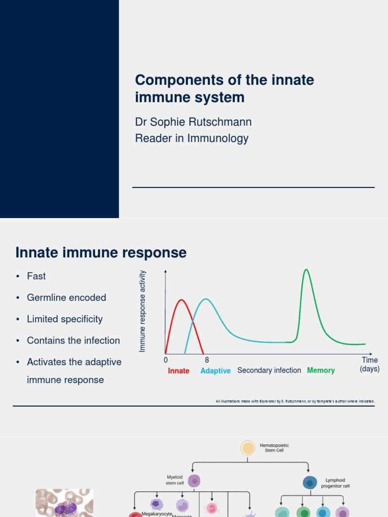 Components of The Innate Immune System | PDF