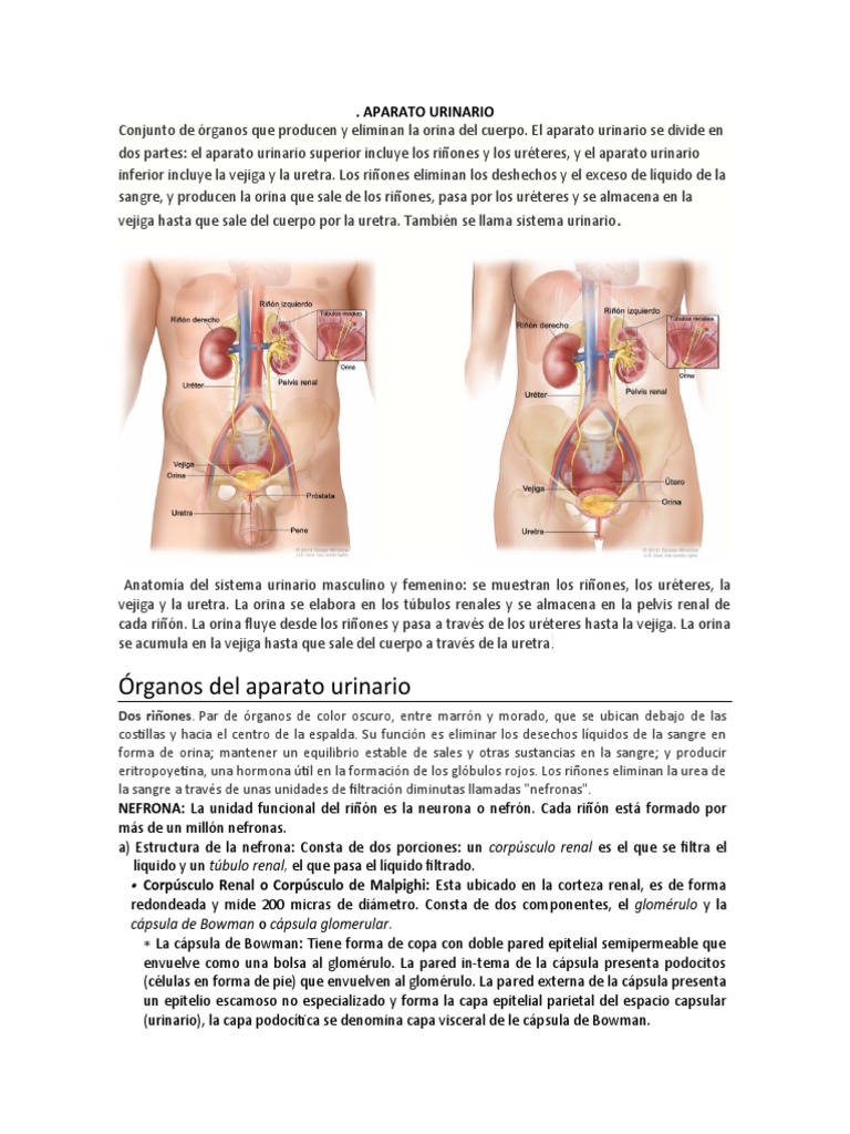 Aparato Urinario | PDF | Riñón | Sistema urinario