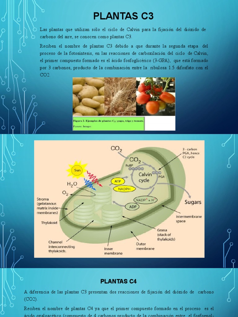 Diapositivas Plantas c3 c4 Cam | PDF
