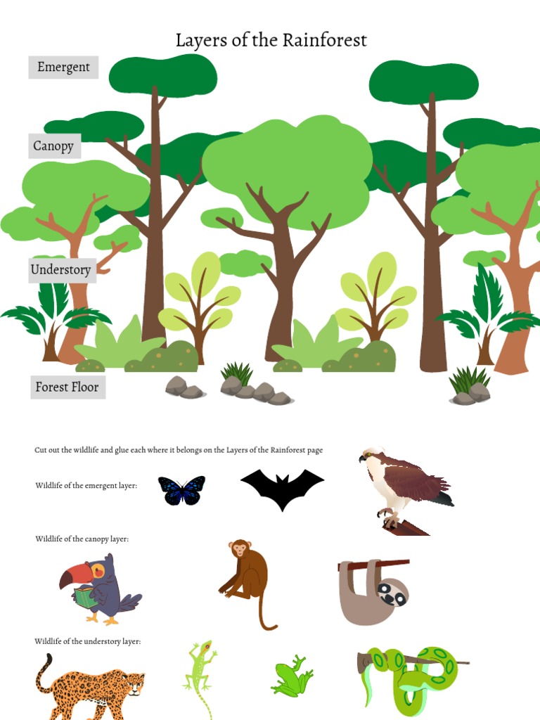 Layers of The Rainforest: Emergent | PDF