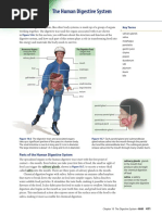 Chapter 11 - Digestive System - Solutions For Class 9 ICSE Concise ...