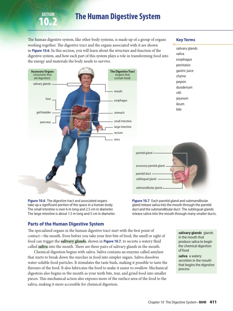 1 - The Human Digestive System - Reading | PDF | Stomach | Human ...