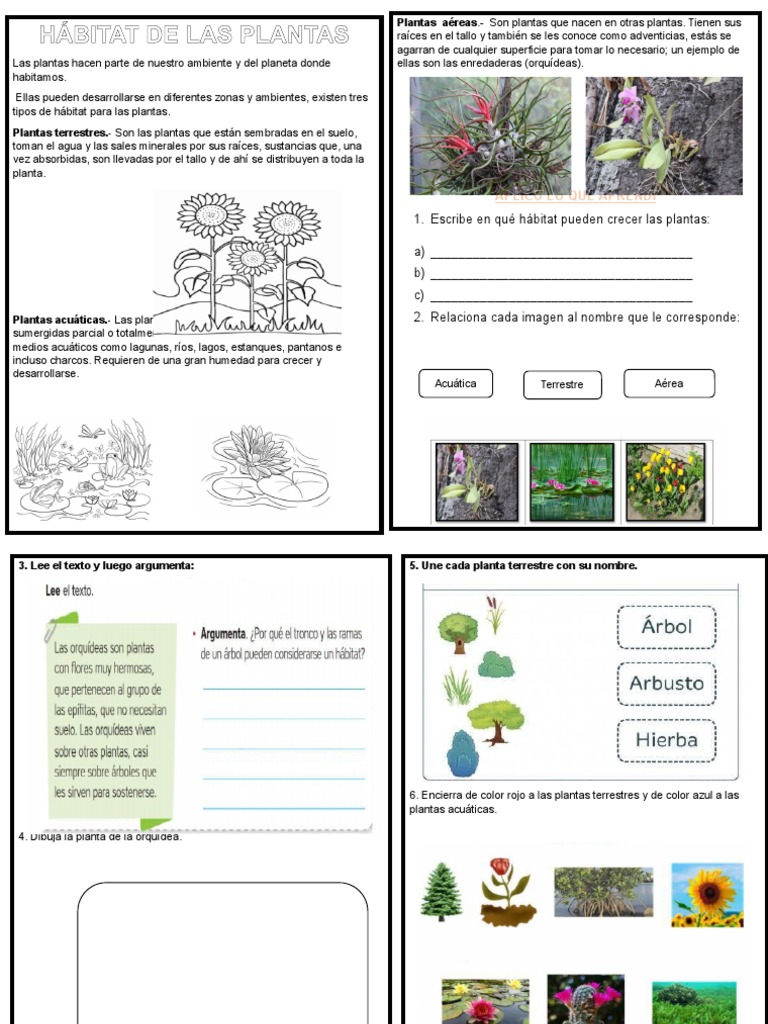 Ficha Habitat de Las Plantas | PDF