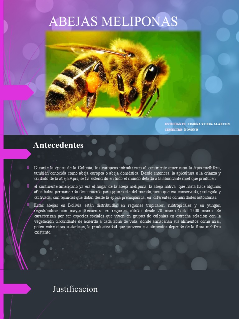 Abejas Meliponas | PDF | Hogar, jardinería y bricolaje | Ciencia y matemáticas