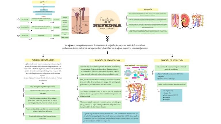 Fisiología de las Nefronas | PDF | Riñón | Órgano (anatomía)