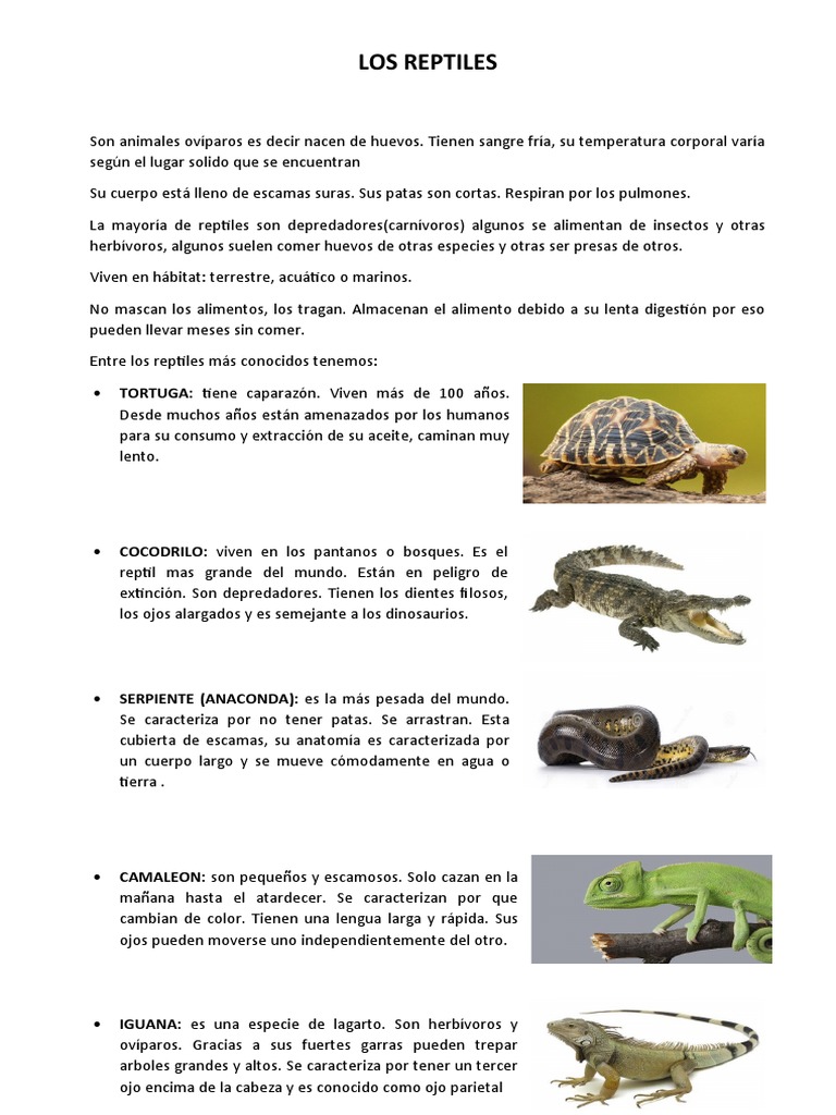 Los Reptiles | PDF