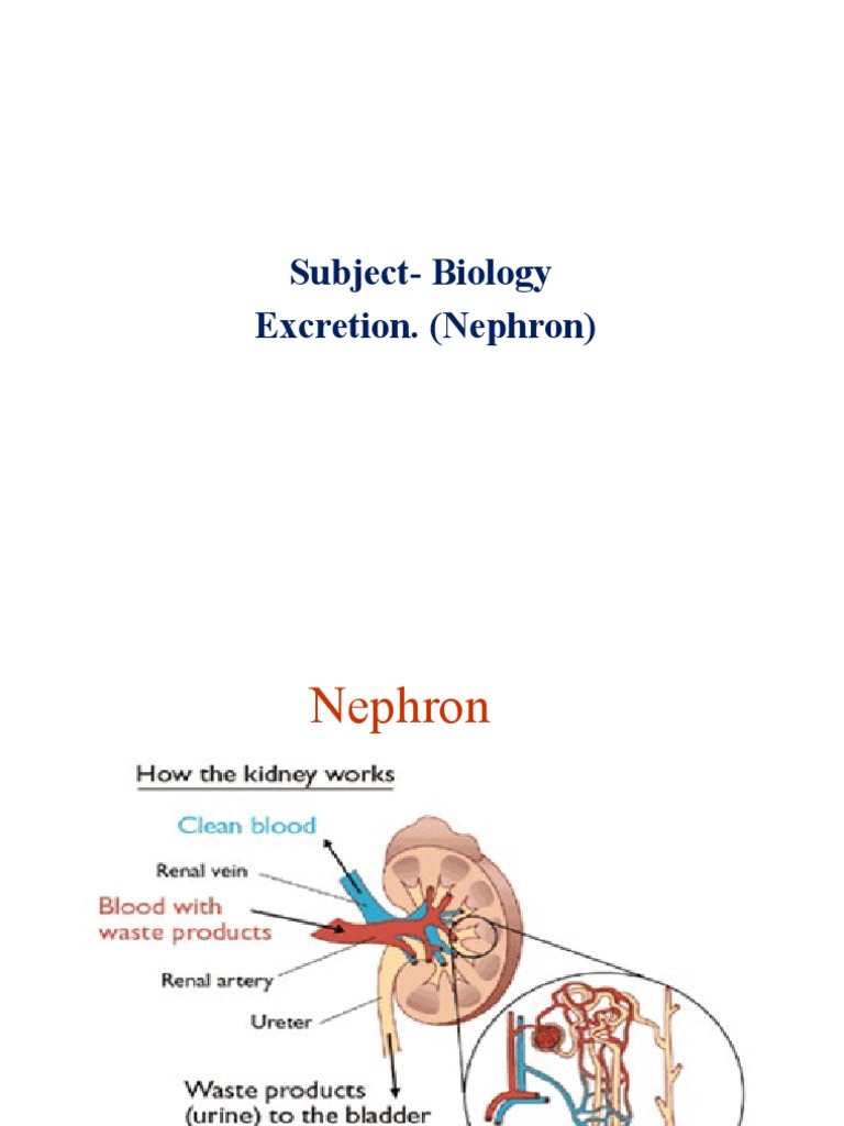 Biology Excretion Nephron Pdf Kidney Medical Specialties