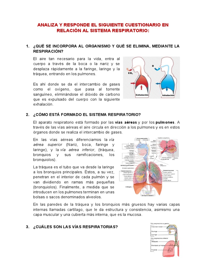 El Sistema Respiratorio | Descargar gratis PDF | Pulmón | Sistema respiratorio