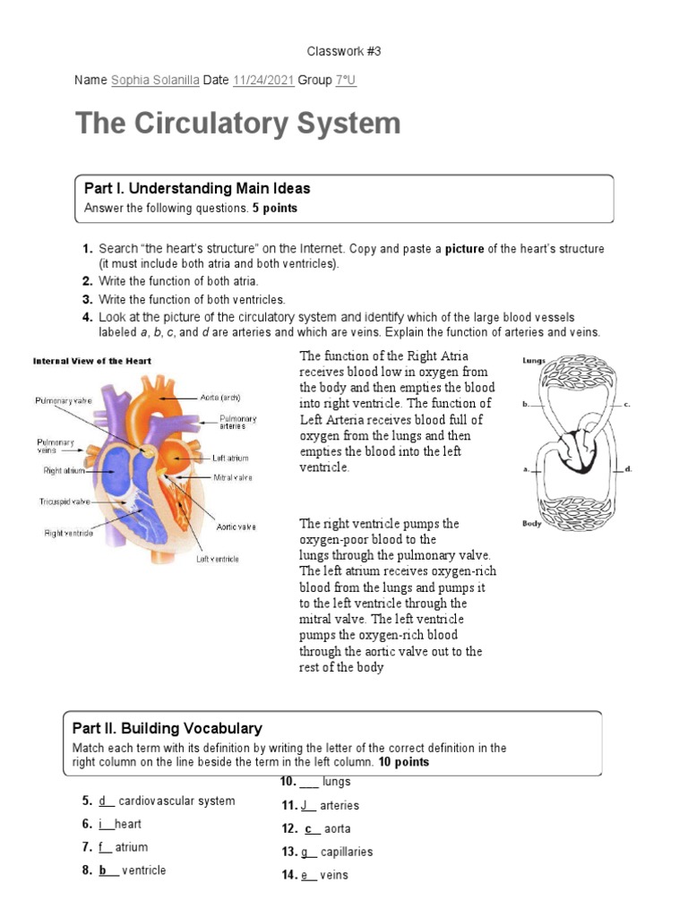 Circulatory System Classwork Worksheet | PDF | Blood Vessel | Heart