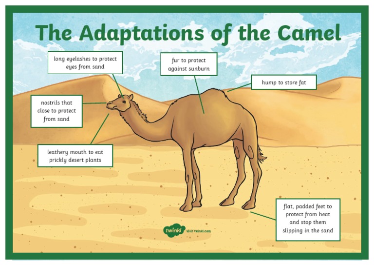 Camel Adaptations for Desert Survival | PDF
