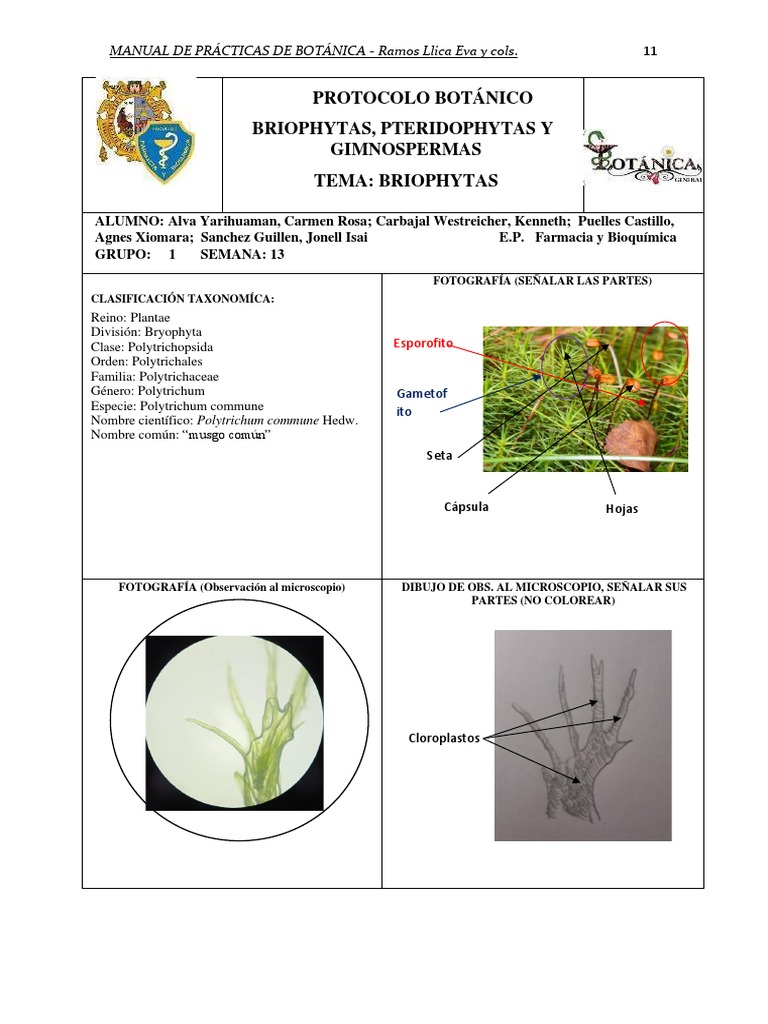 Protocolo Botánico: Polytrichum commune | PDF | Organismos | Biología