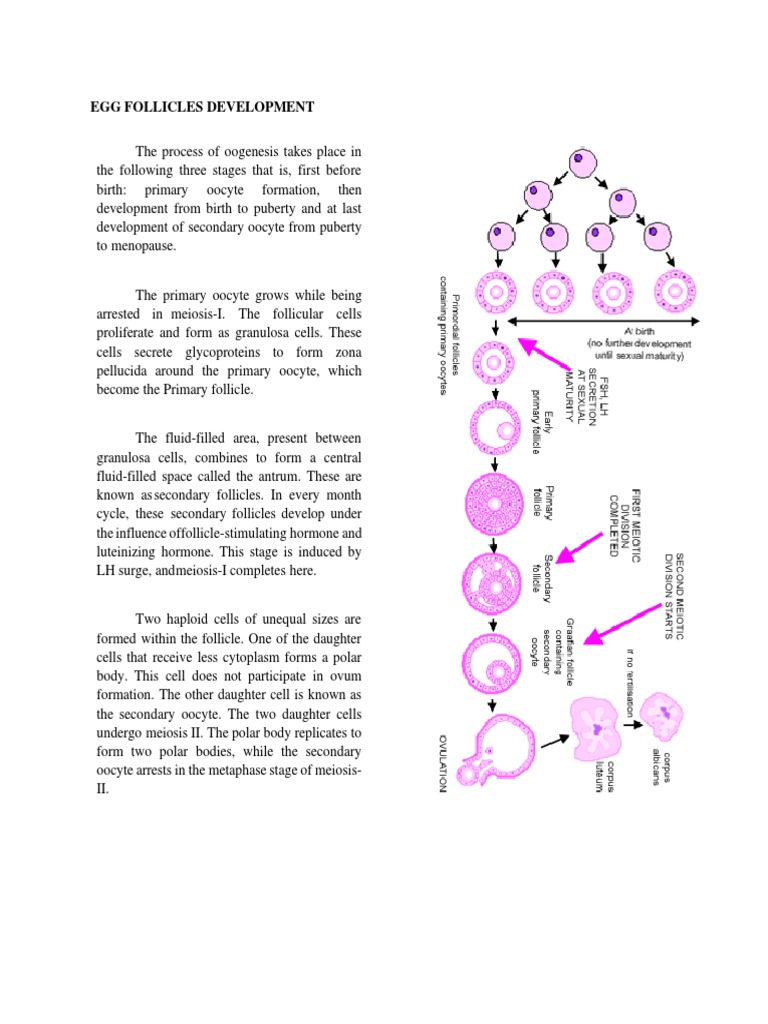 Developmental Biology - Oogenesis (Reviewer) | PDF | Ovary ...