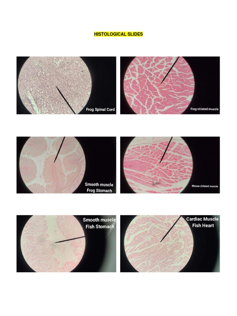 Histology - Microscope Slides (Moving Exam Reviewer) Part 2 | PDF