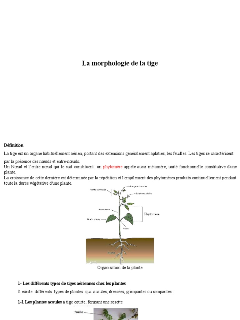 Types et morphologie des tiges végétales | PDF | Tige (Plante) | Bulbe