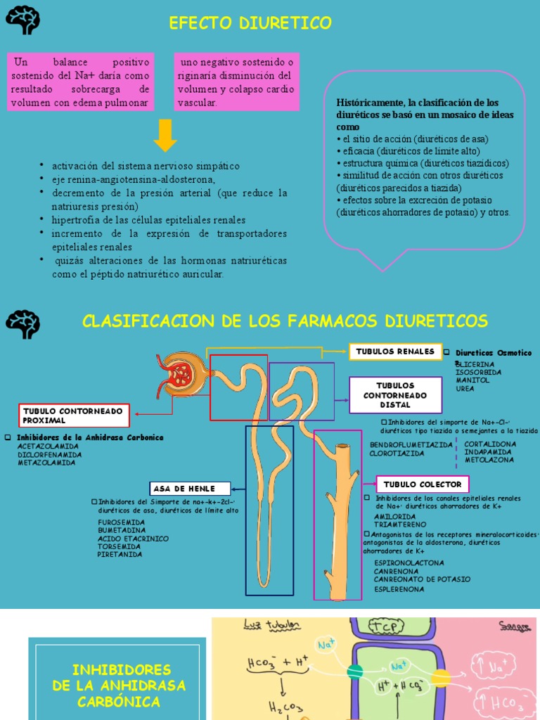 DIURETICOS | PDF | Farmacocinética | Drogas