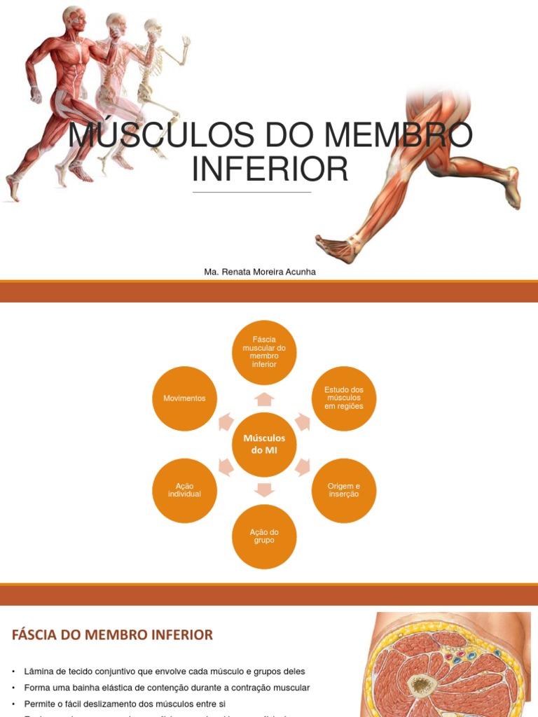 Aula 12 - Músculos Dos Membros Inferiores | PDF | Pé | Joelho