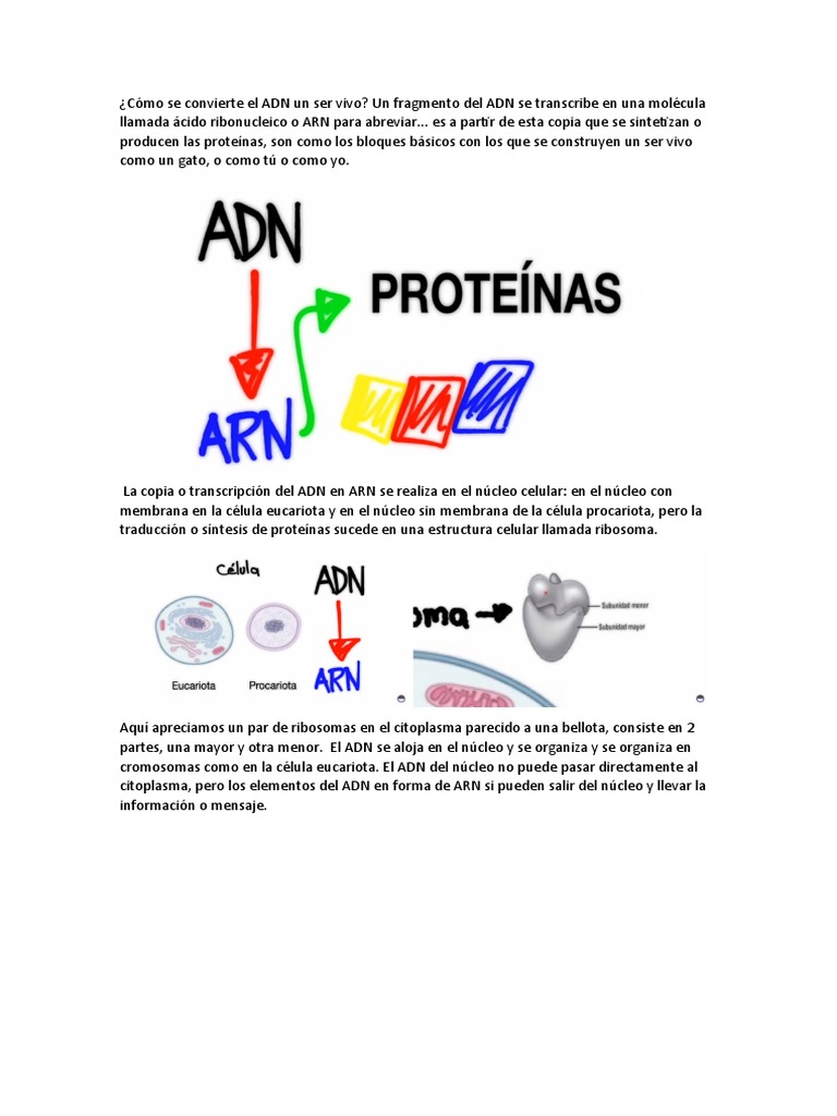 Cómo Se Convierte El ADN Un Ser Vivo | Descargar gratis PDF | Rna | Adn