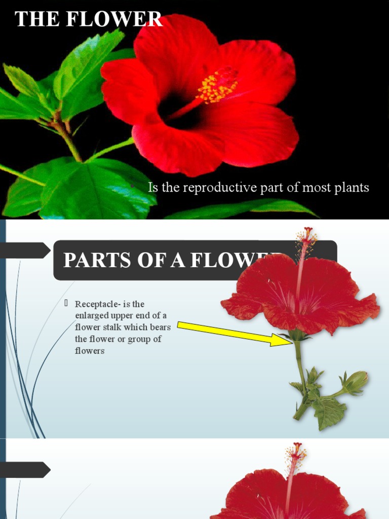 Parts of a Flower Explained | PDF | Flowers | Petal