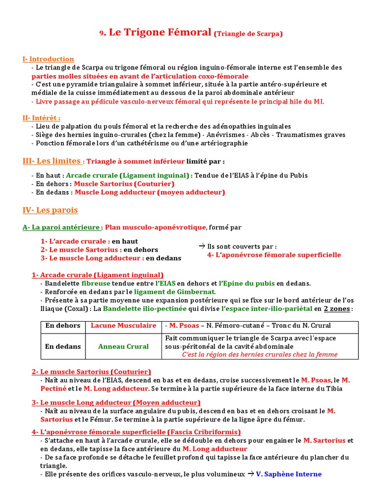 9 - Triangle de Scarpa | PDF | Jambe humaine | Anatomie