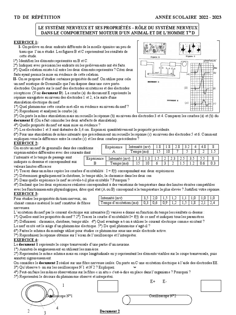 Exercices sur le système nerveux | PDF | Neurone | Synapse
