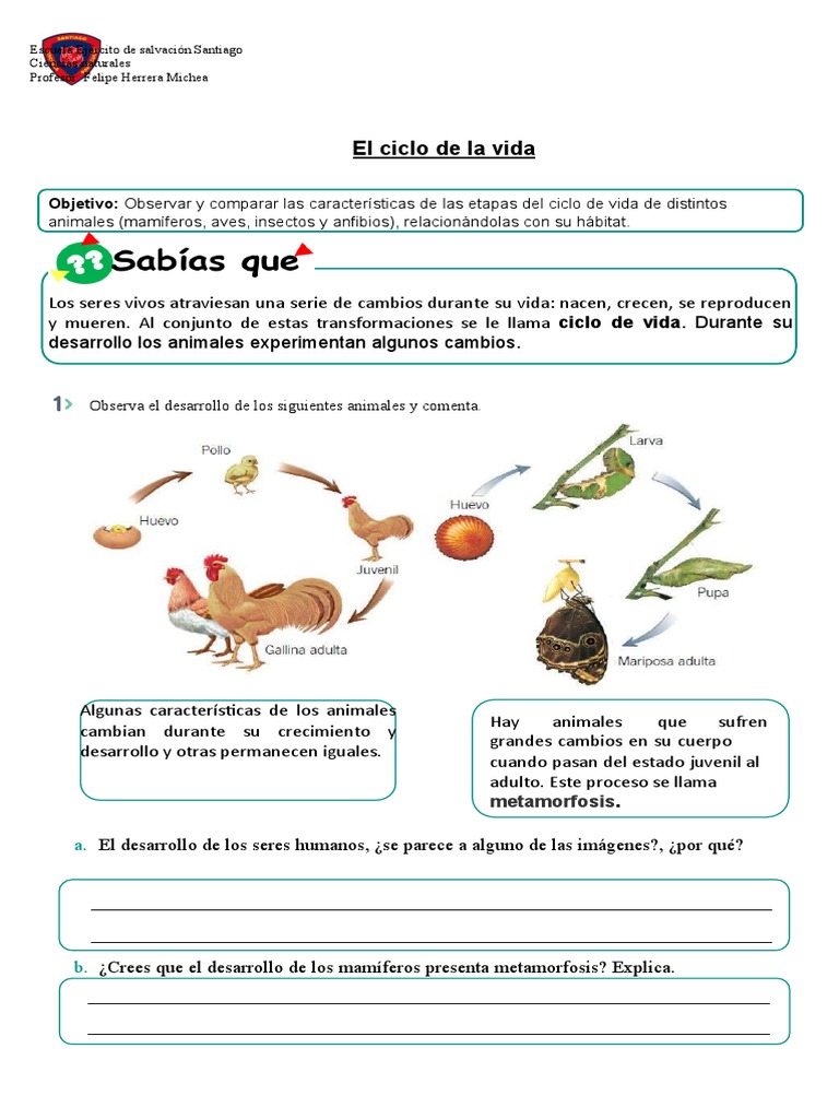 Ciclo de Vida 2° | PDF | Organismos | Biología