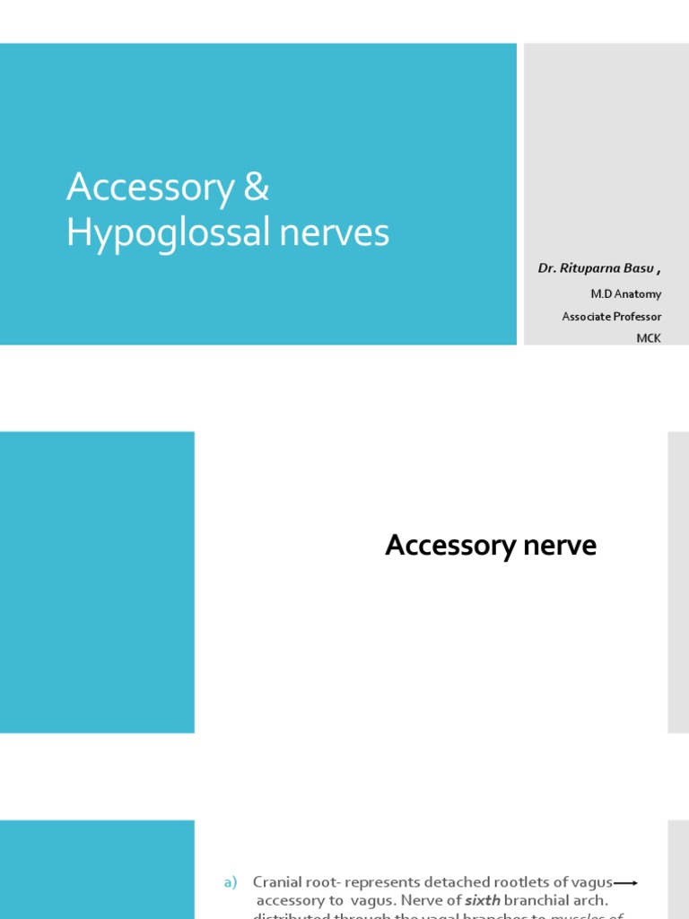 Accessory, Hypoglossal Nerves | PDF | Vagus Nerve | Anatomy